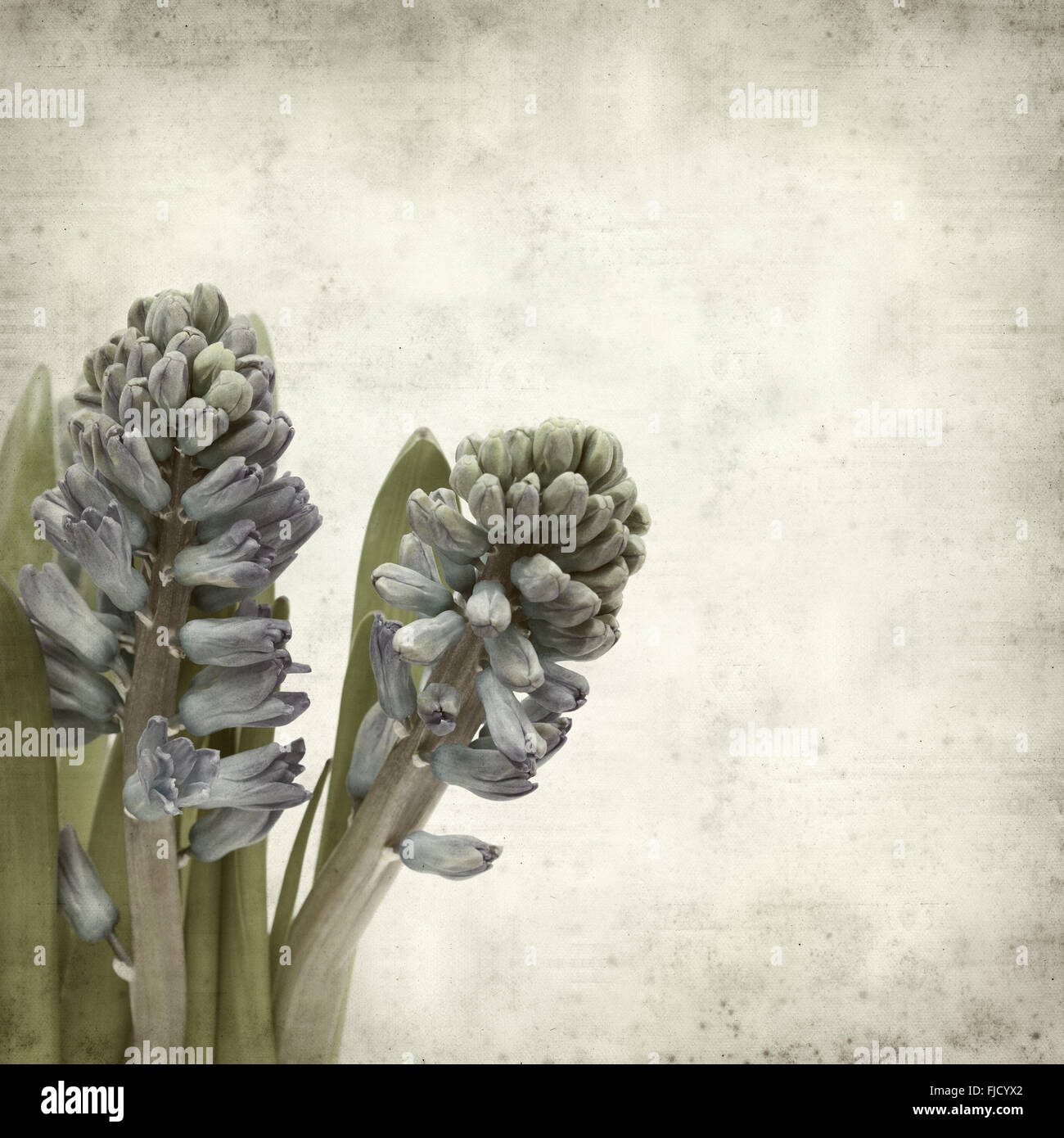 textured old paper background with blue Hyacinthus flowers Stock Photo ...