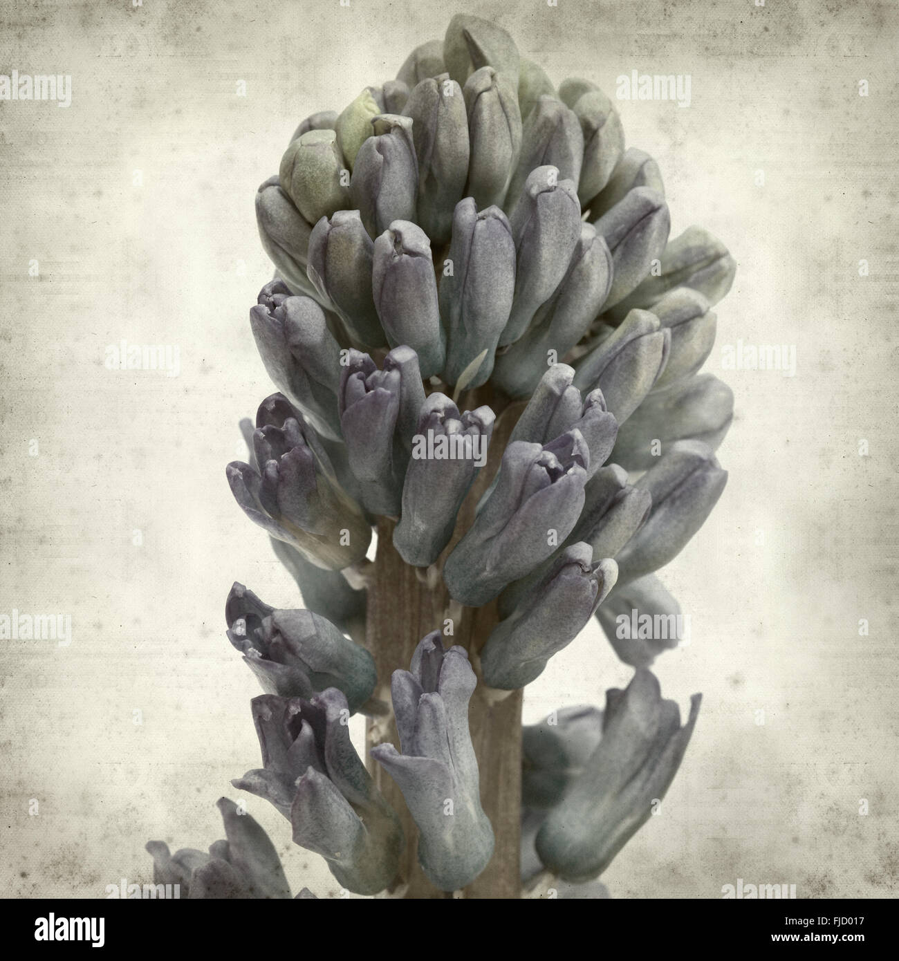 textured old paper background with blue Hyacinthus flowers Stock Photo ...