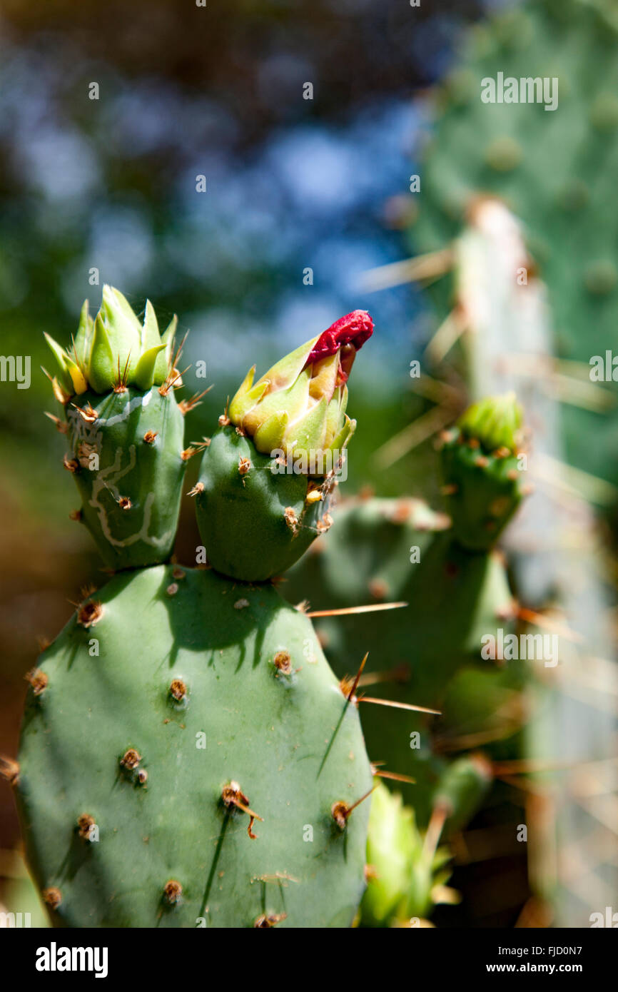 Prickly Pear cactus Stock Photo - Alamy