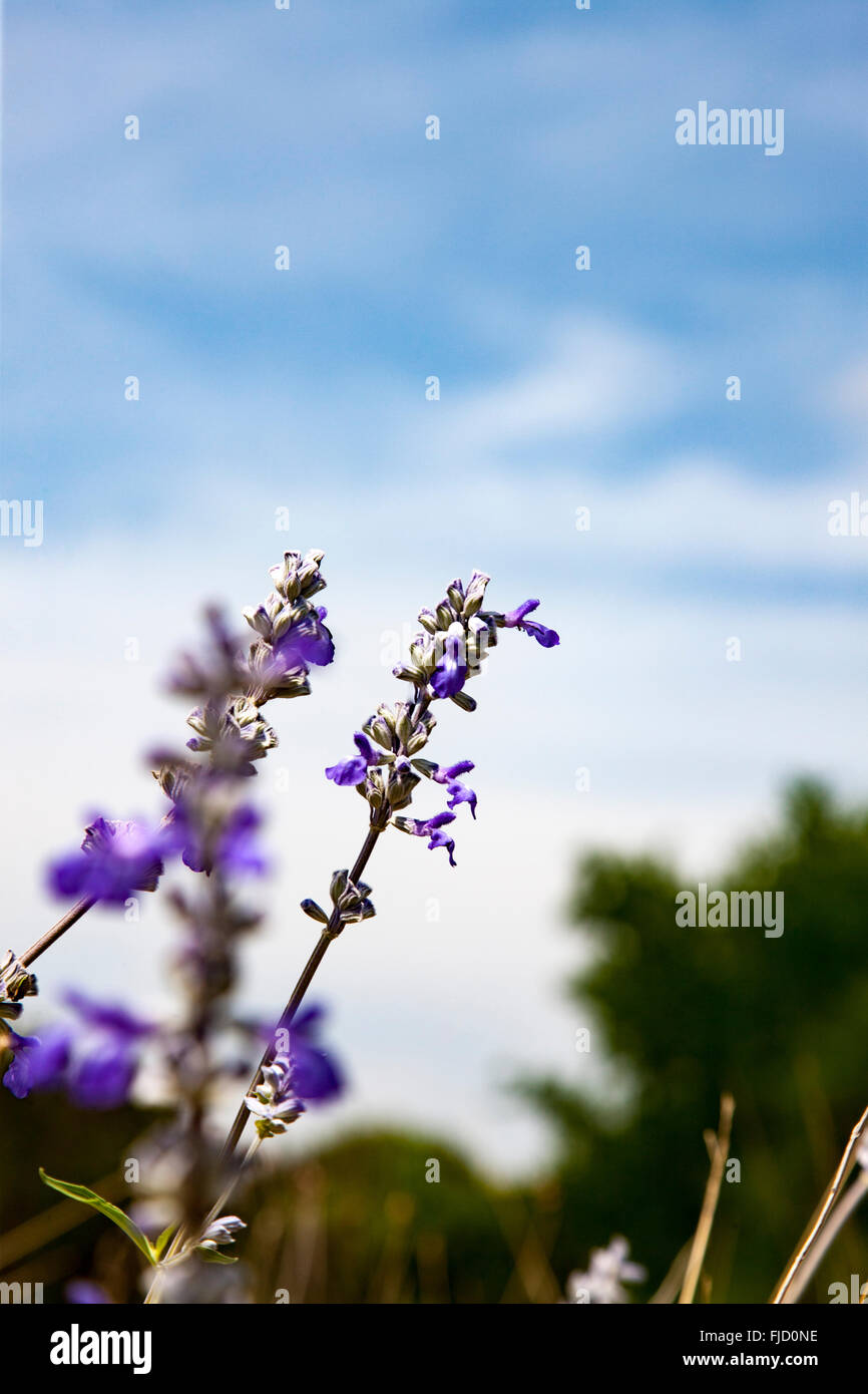 Red flowers texas hill country hi-res stock photography and images - Alamy