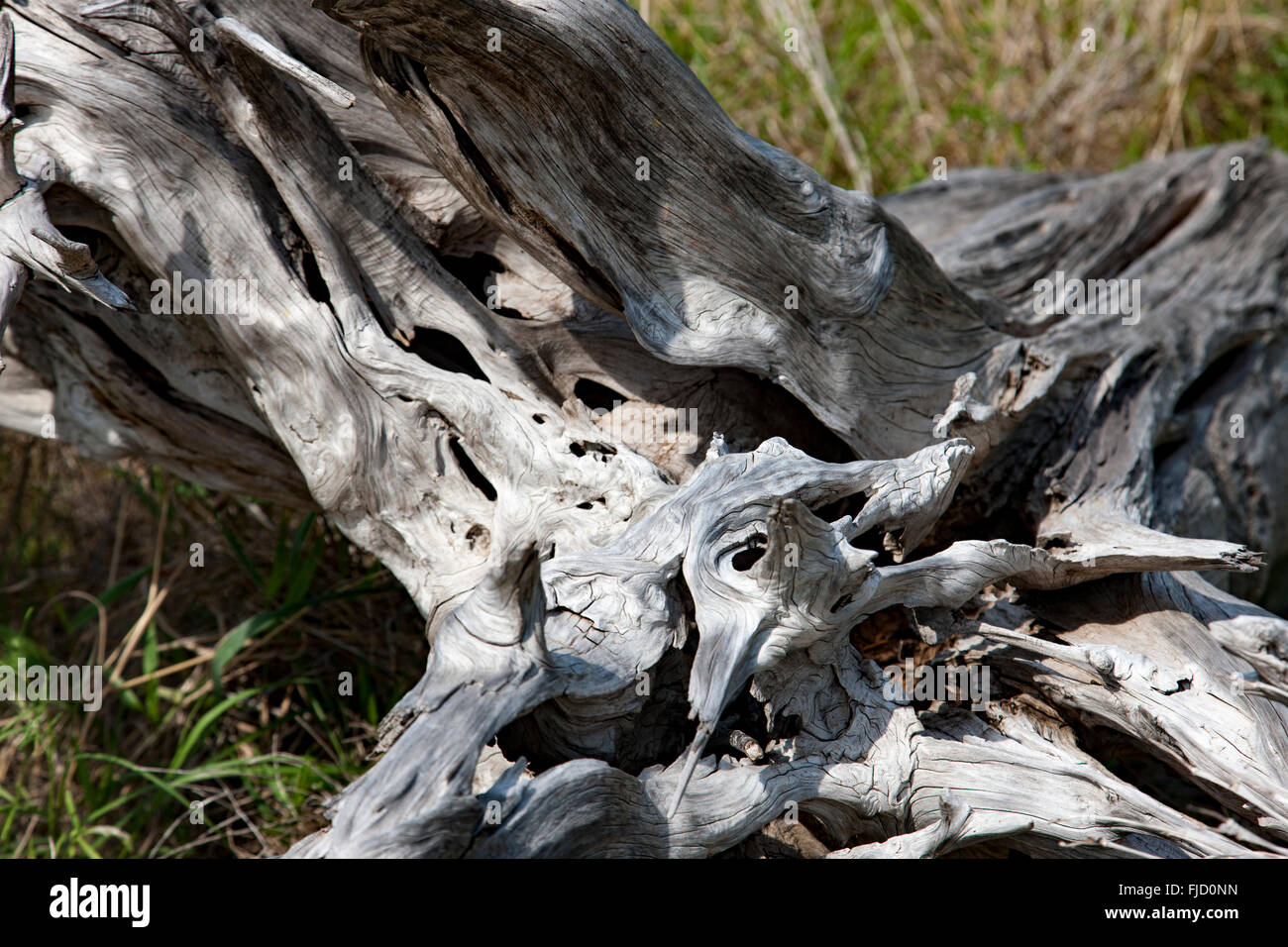 Dead yucca hi-res stock photography and images - Alamy