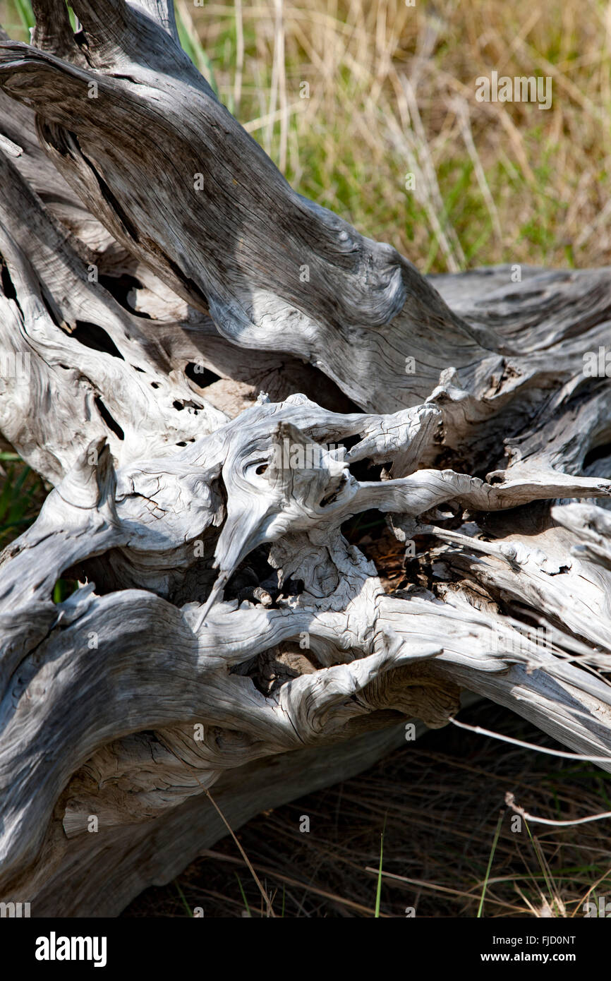 Dead yucca hi-res stock photography and images - Alamy