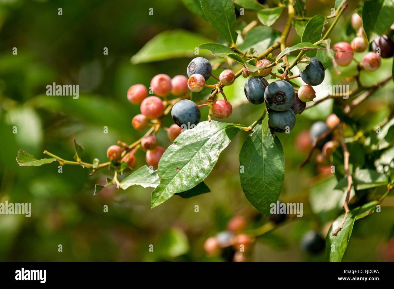 Blueberry bush hi-res stock photography and images - Alamy