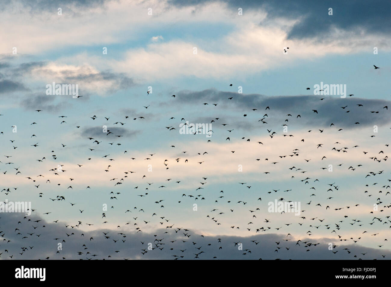 Birds in dusk sky Stock Photo - Alamy