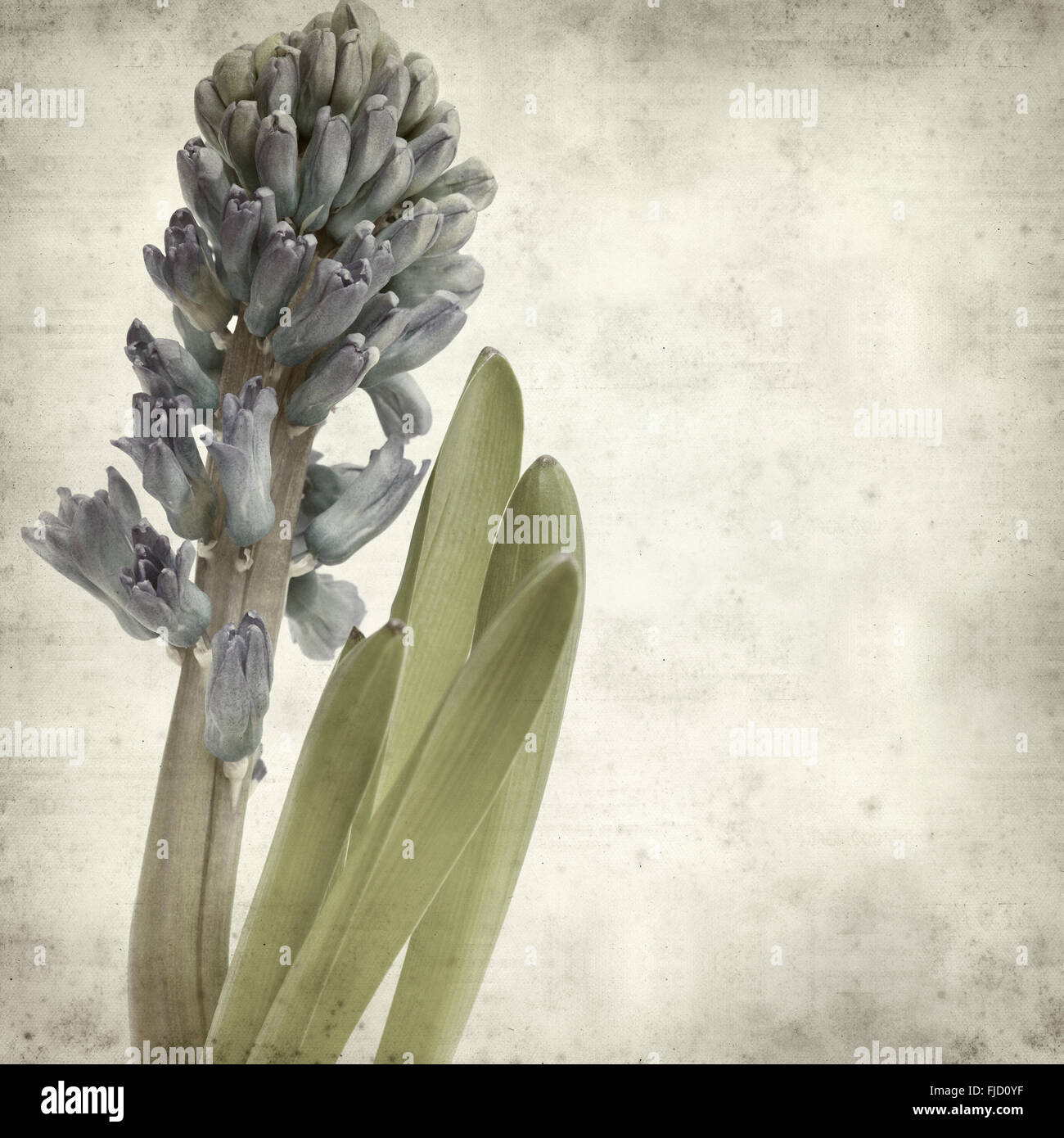 textured old paper background with blue Hyacinthus flowers Stock Photo ...