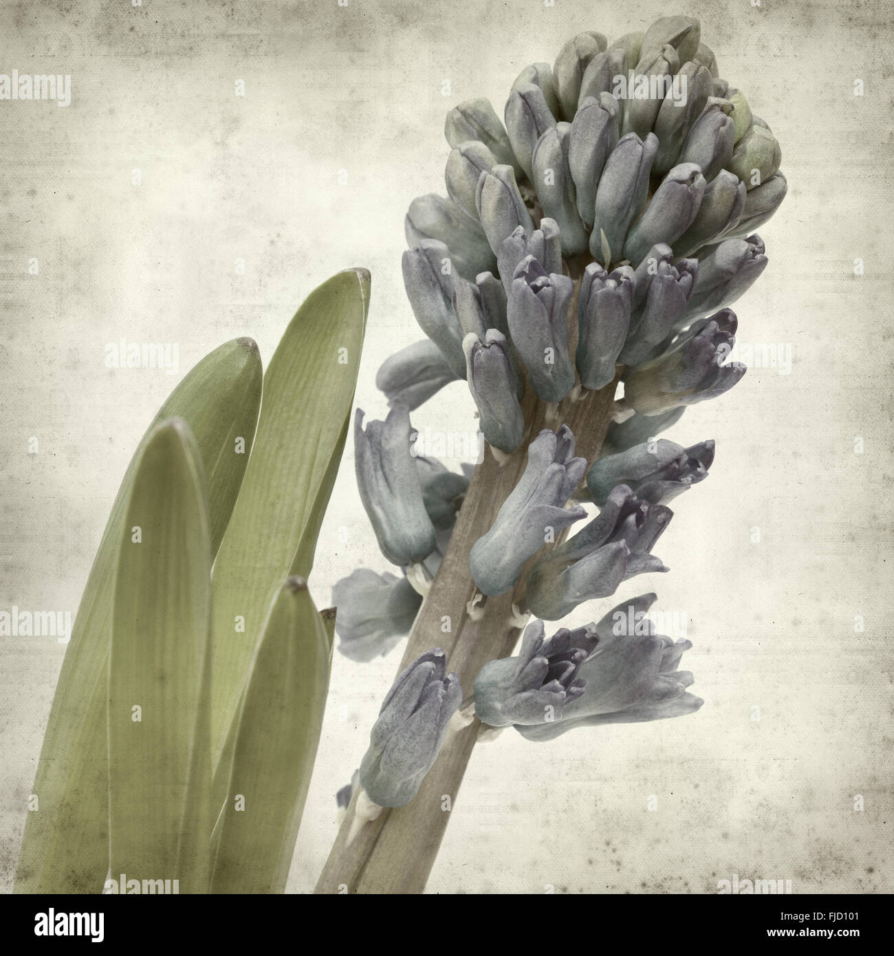 textured old paper background with blue Hyacinthus flowers Stock Photo ...