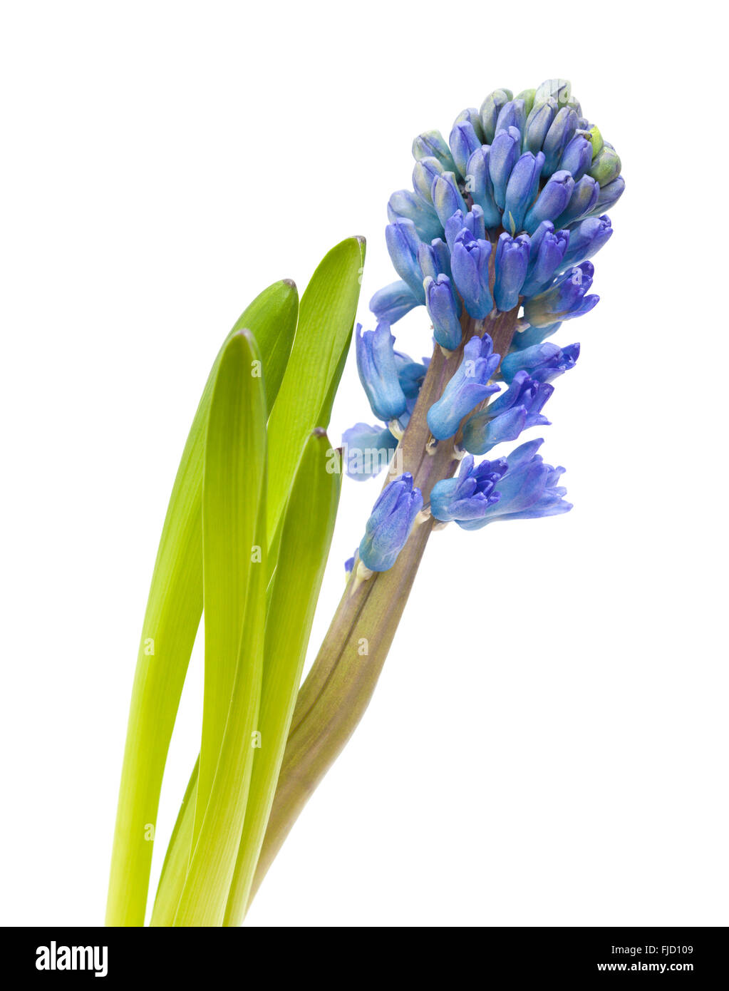 single opening blue hyacinth flower isolated on white background Stock ...