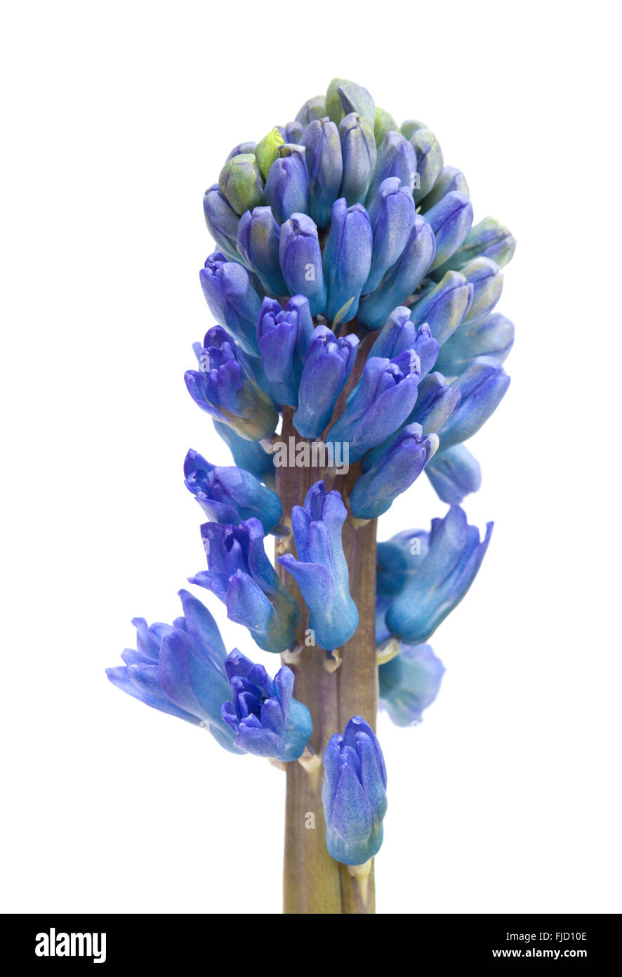 single opening blue hyacinth flower isolated on white background Stock ...
