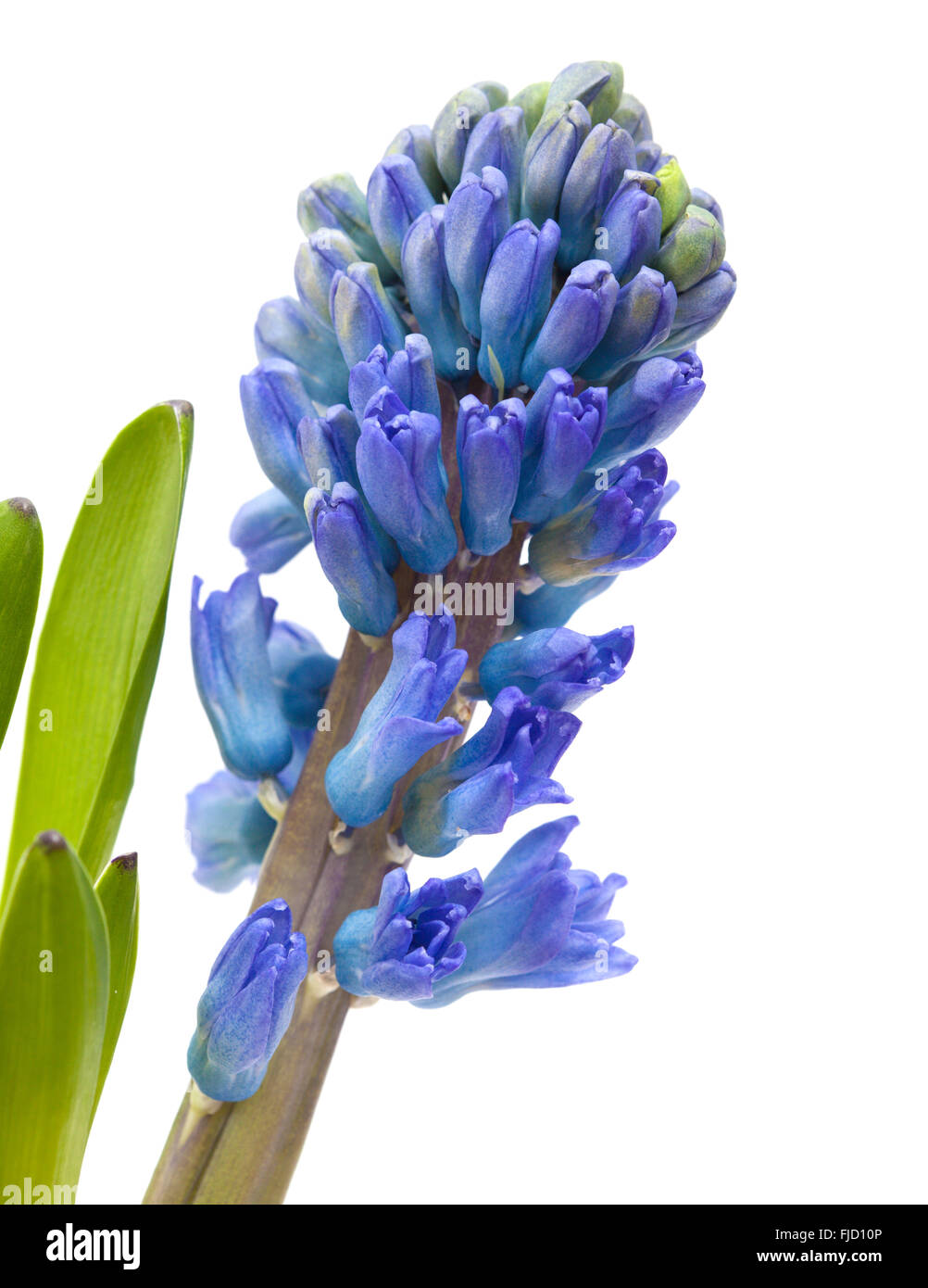 single opening blue hyacinth flower isolated on white background Stock ...