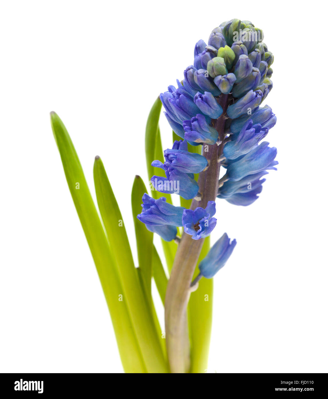 single opening blue hyacinth flower isolated on white background Stock ...