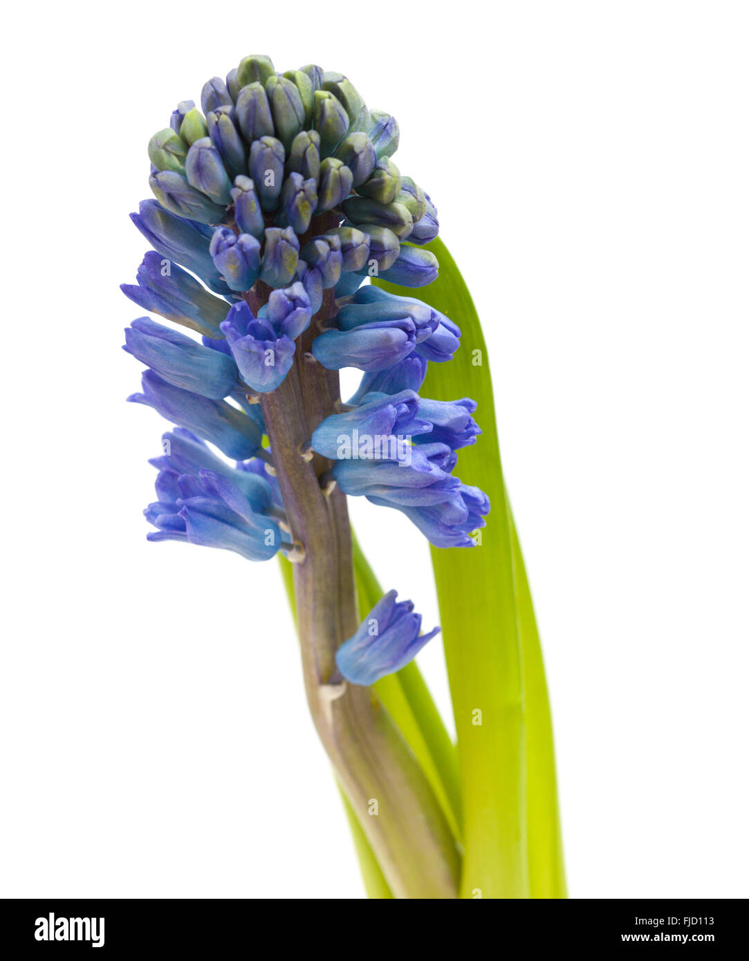single opening blue hyacinth flower isolated on white background Stock ...