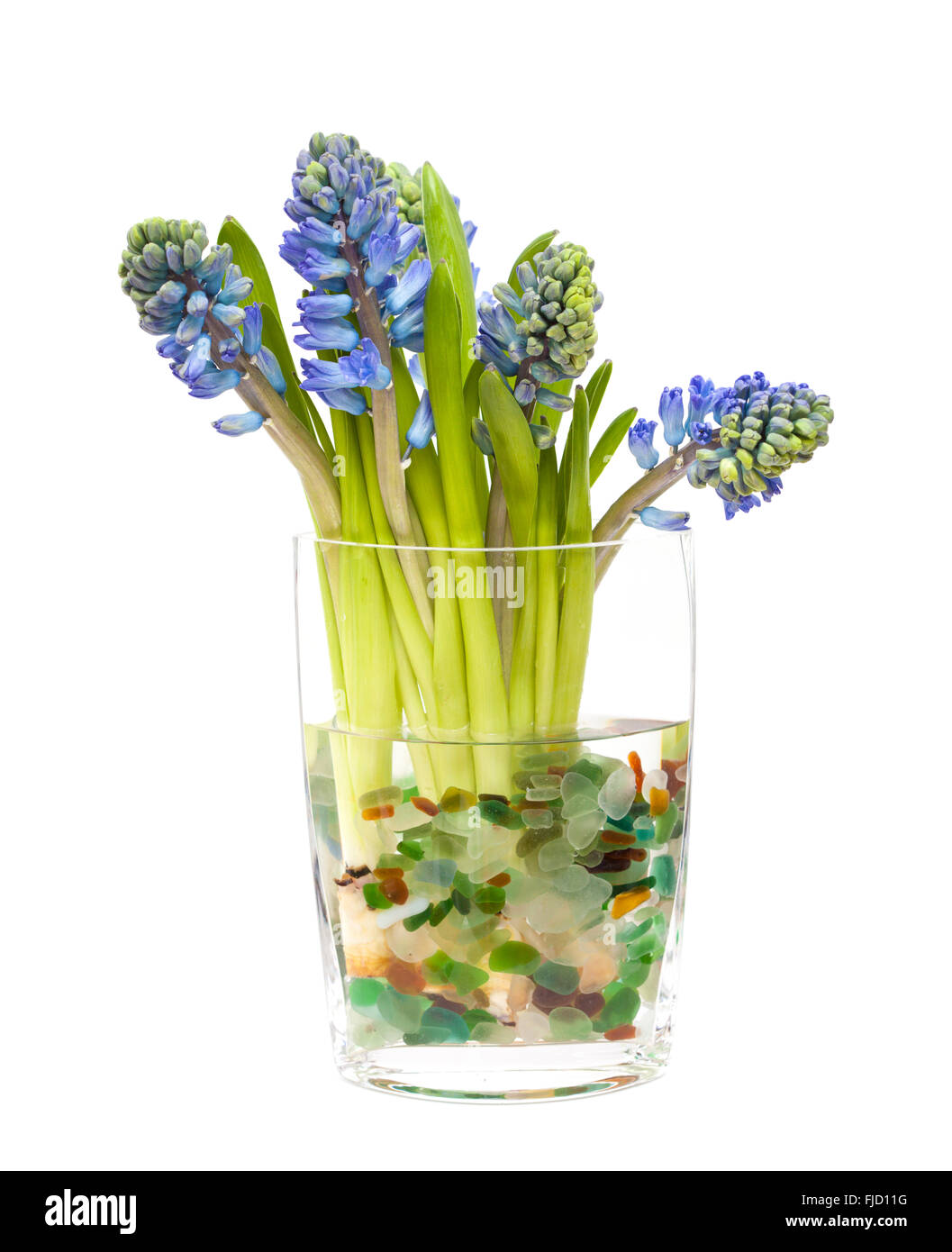 Hyacinth display Cut Out Stock Images & Pictures - Alamy