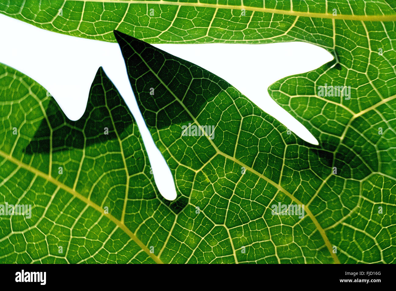 green leaf abstract Stock Photo - Alamy