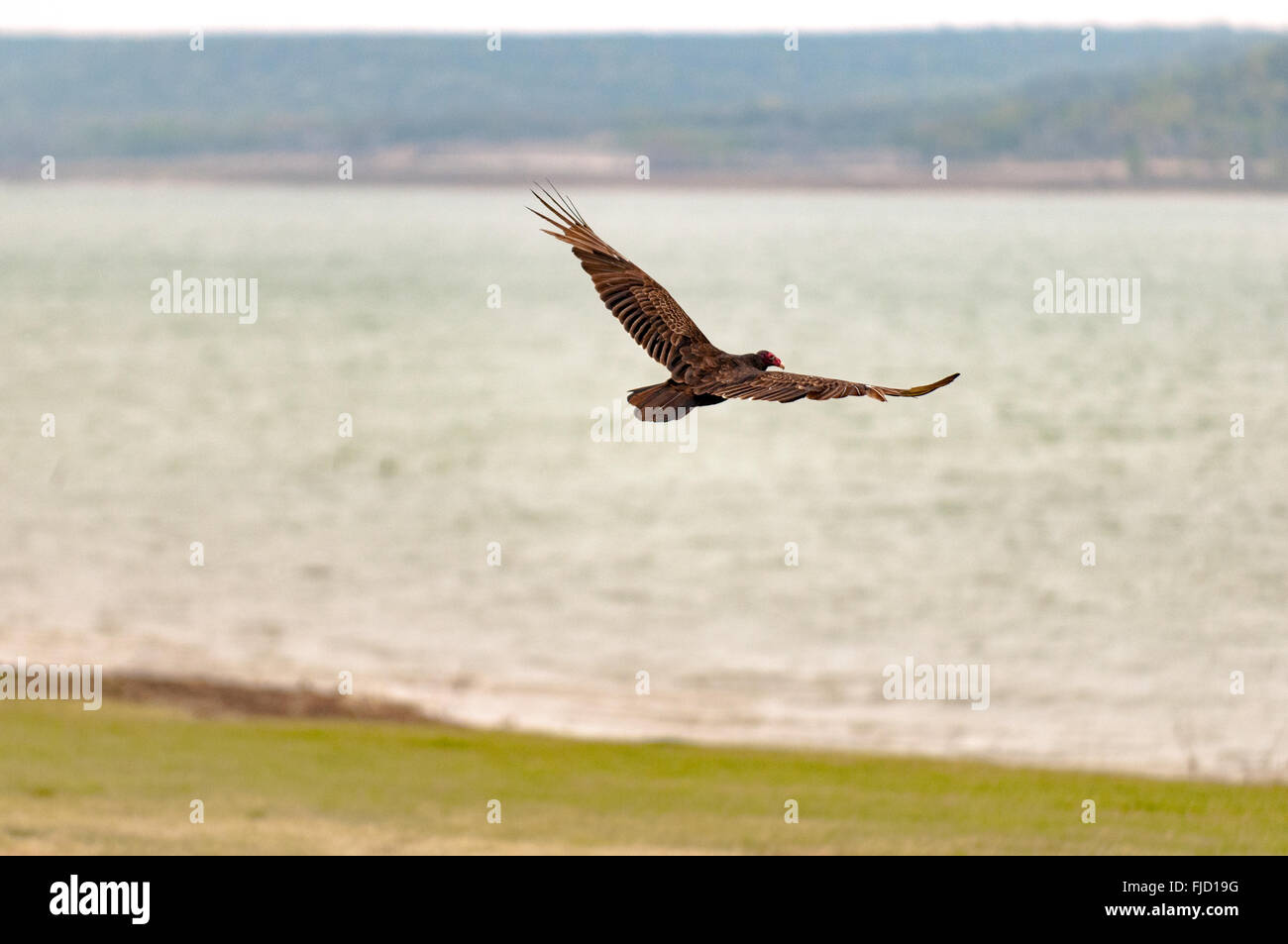 Turkey buzzard hi-res stock photography and images - Alamy