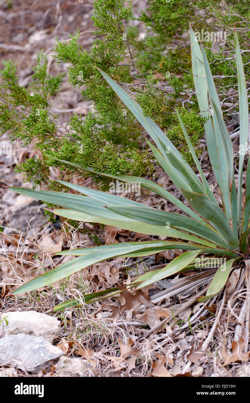 Texas Plant life Stock Photo - Alamy