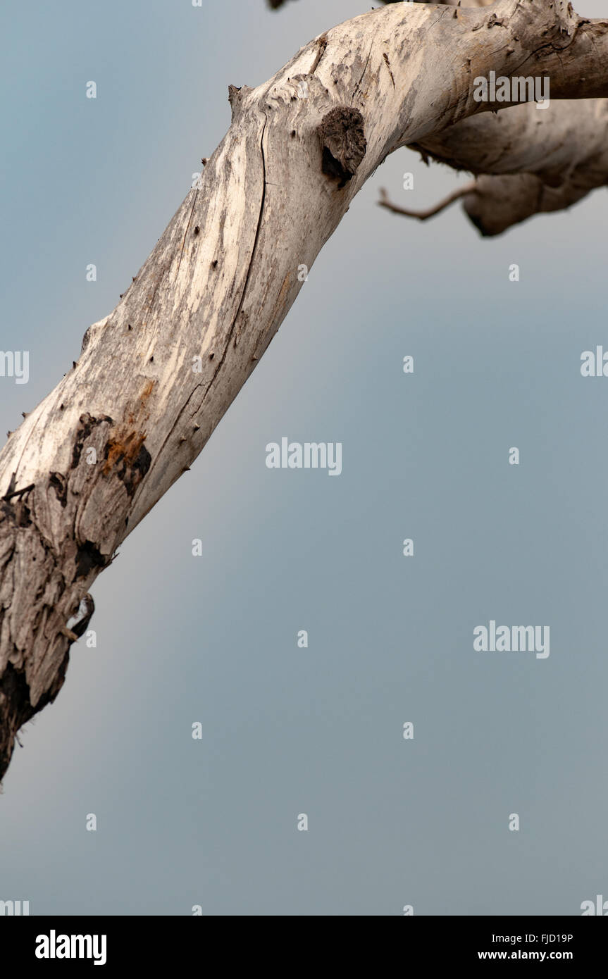 Dead wood in nature hi-res stock photography and images - Alamy
