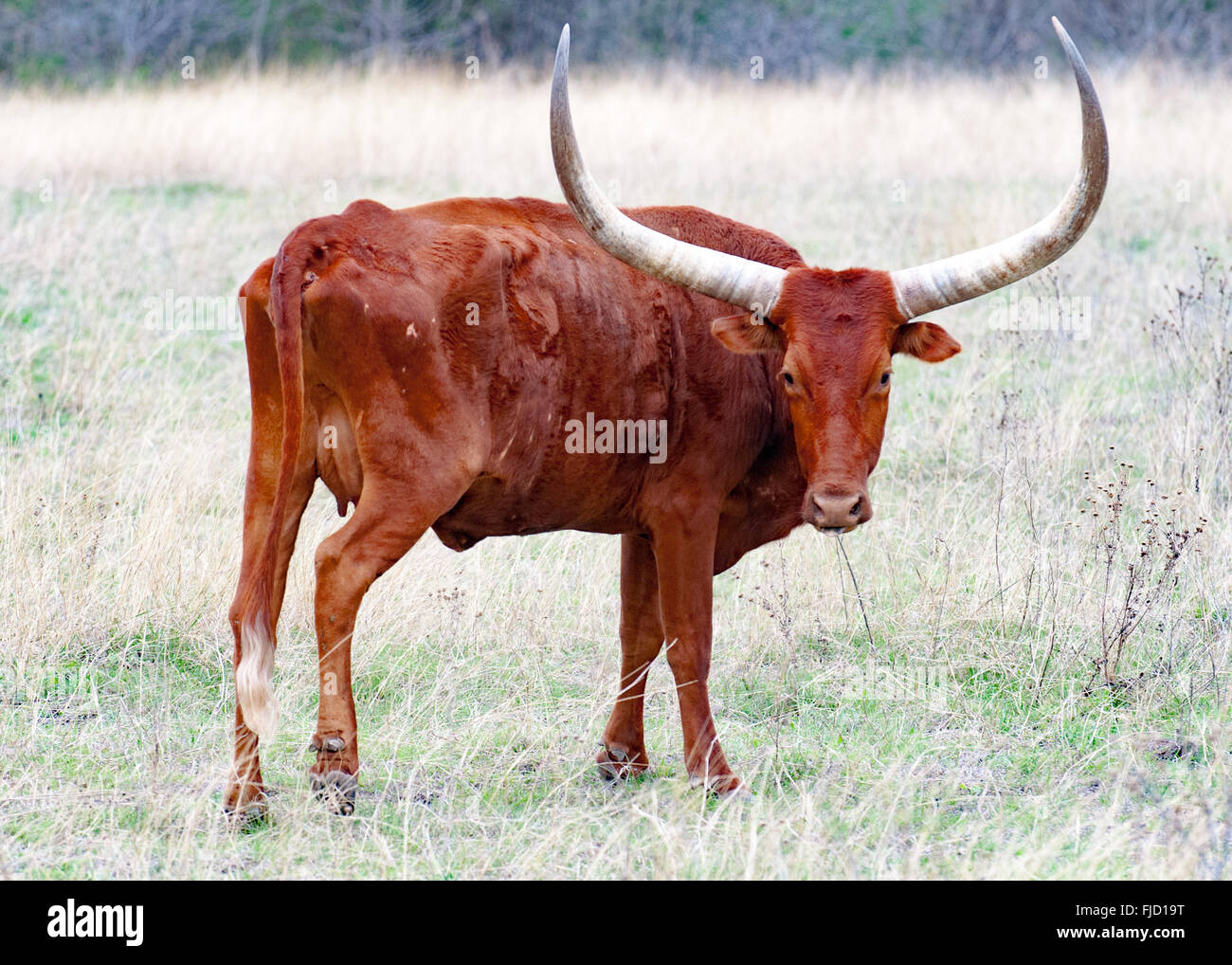 Longhorn steer and snow hi-res stock photography and images - Alamy