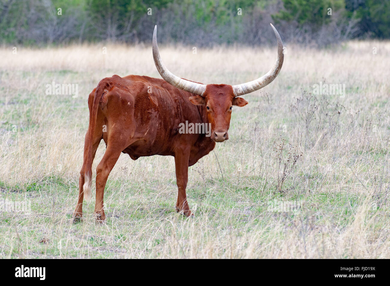 Longhorns texas river hi-res stock photography and images - Alamy