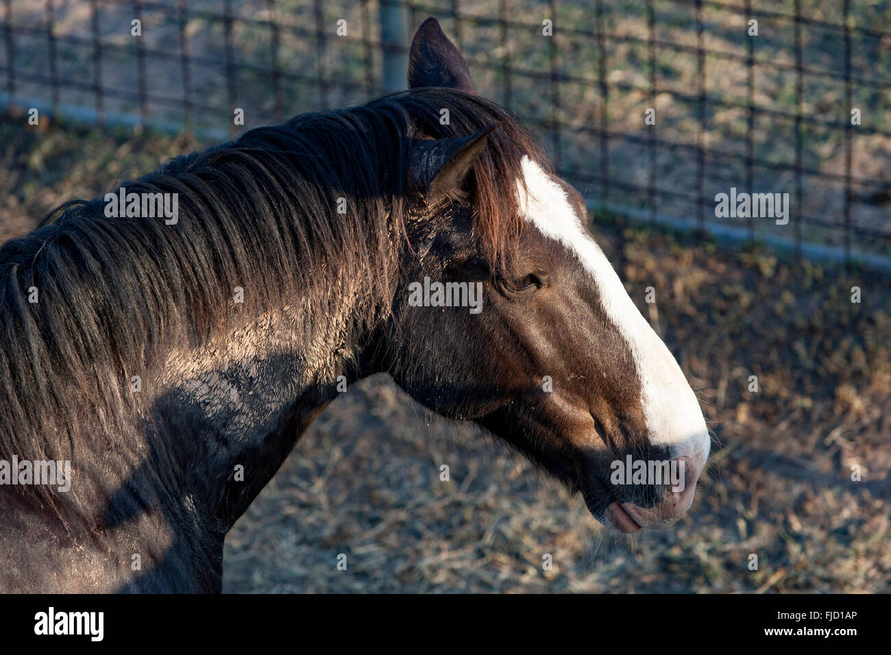Bronco horse hi-res stock photography and images - Alamy