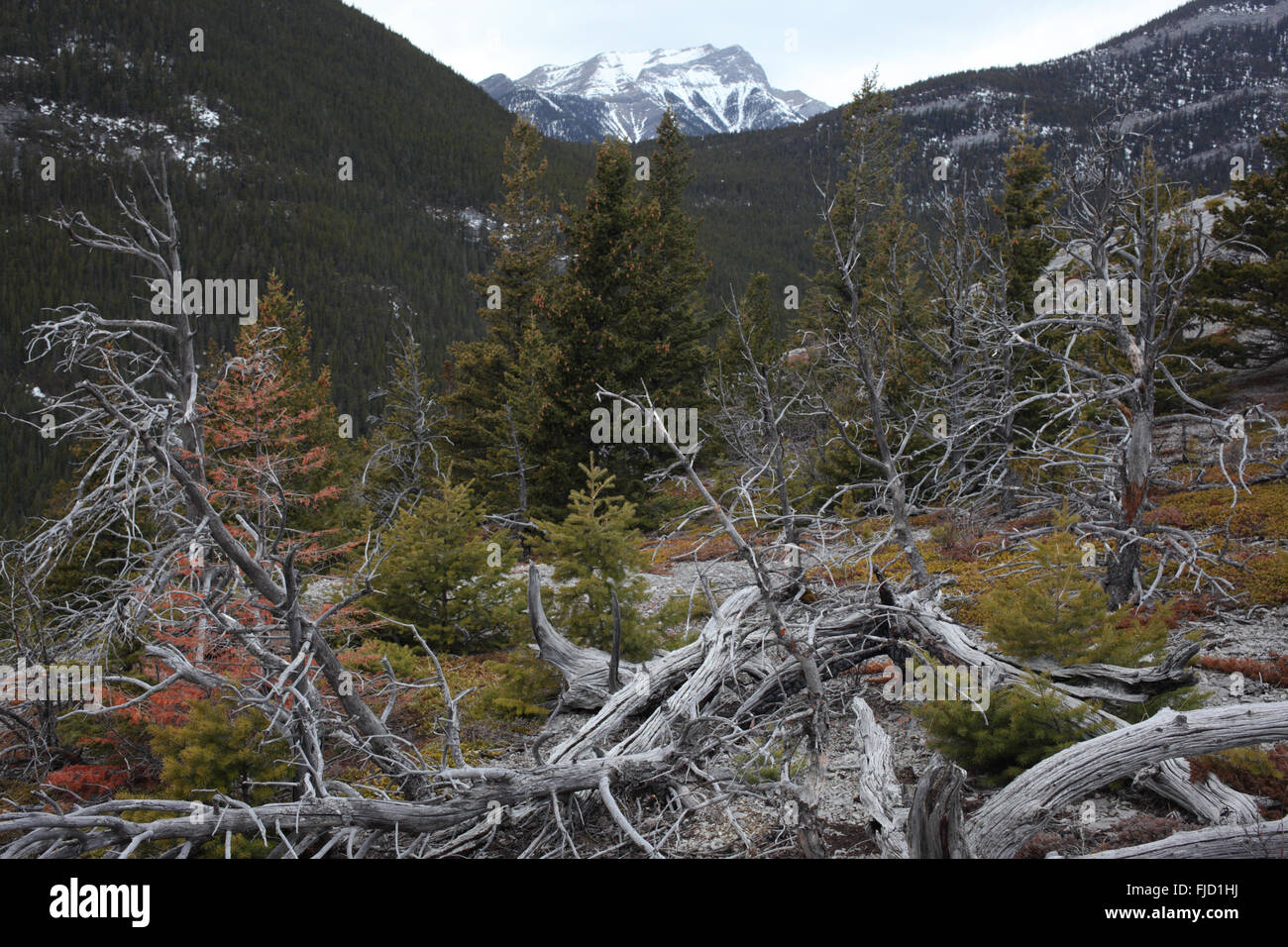 Dead trees in Canadian Rockies in higher elevations Stock Photo - Alamy