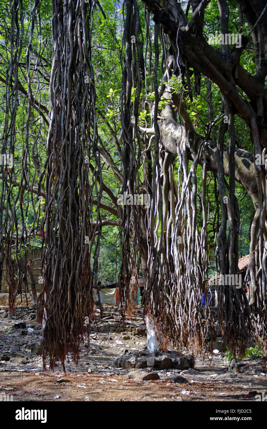 Jungle india banyan trees hi-res stock photography and images - Alamy