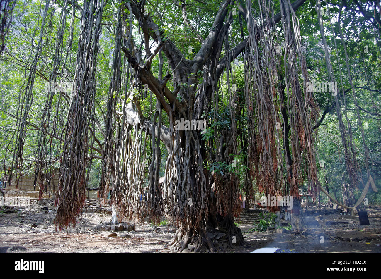 Banyan Tree Hanging Roots High Resolution Stock Photography and Images ...