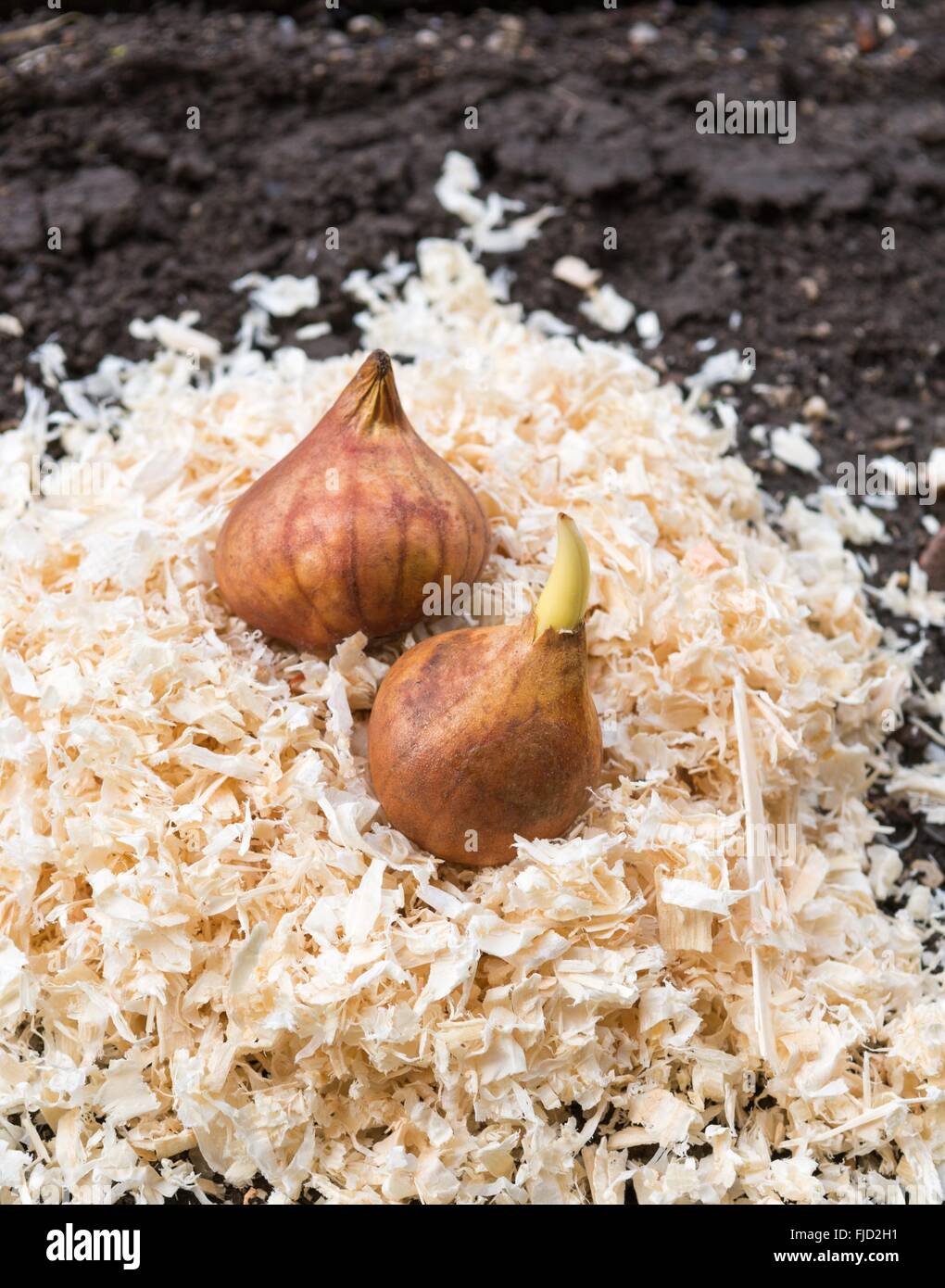 Pair of tulip bulbs Stock Photo - Alamy
