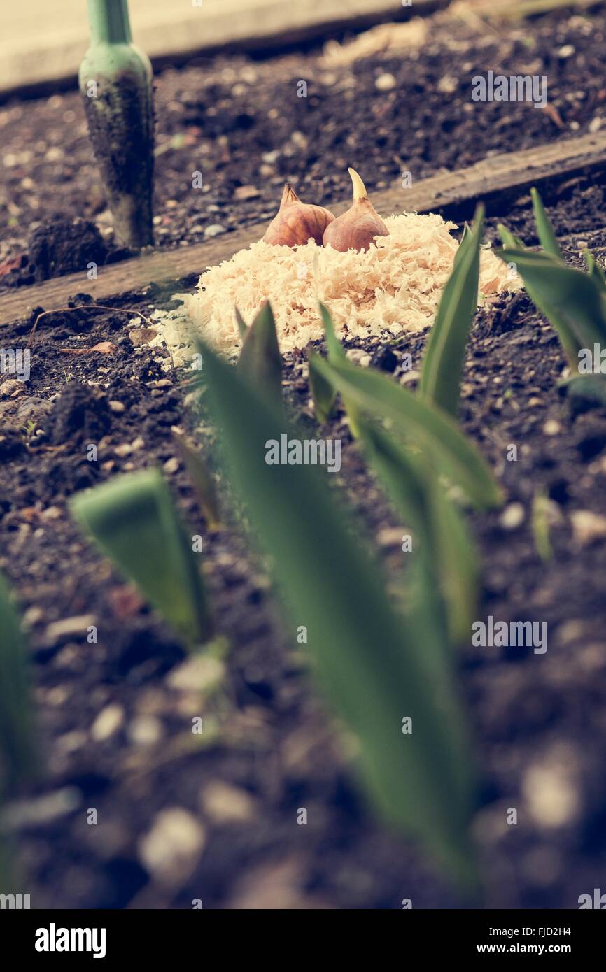 Tulip bulbs ready for planting Stock Photo - Alamy