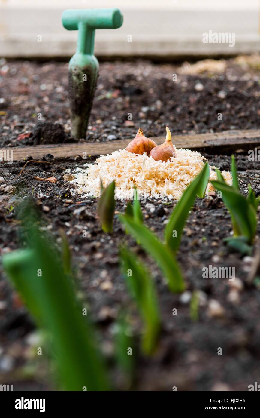 Tulip bulbs ready for planting Stock Photo - Alamy