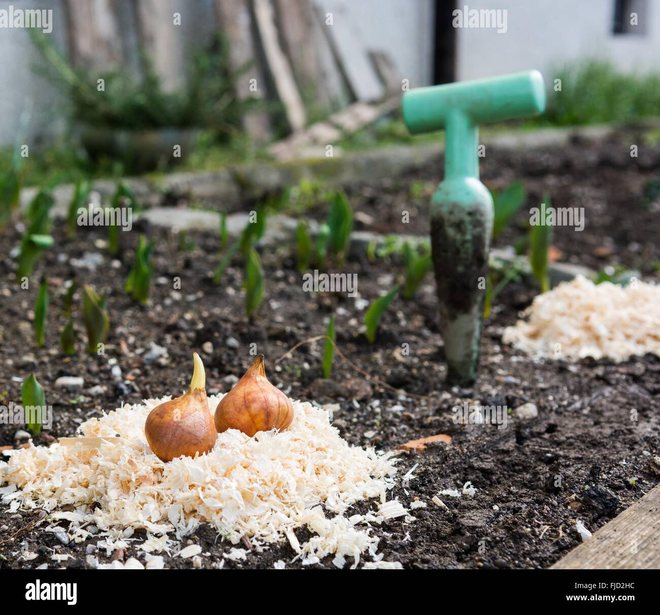 Tulip bulbs ready for planting Stock Photo - Alamy