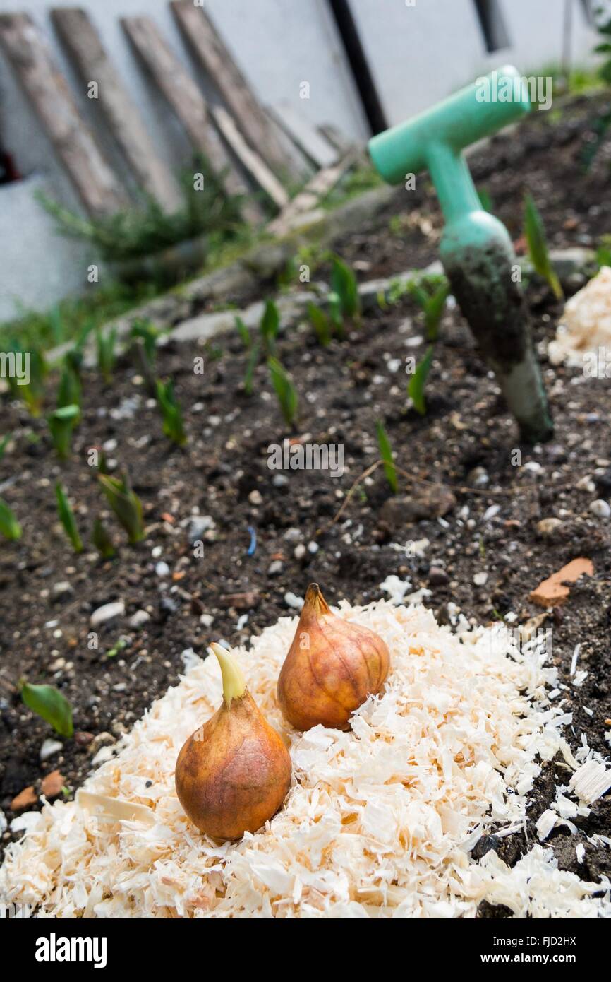 Tulip bulbs ready for planting Stock Photo - Alamy