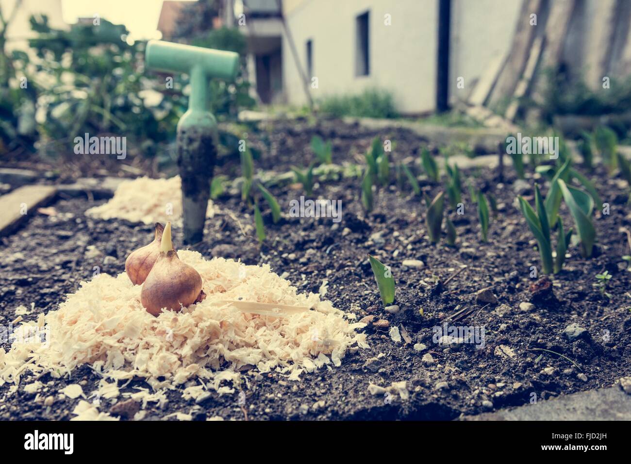 Tulip bulbs ready for planting Stock Photo - Alamy