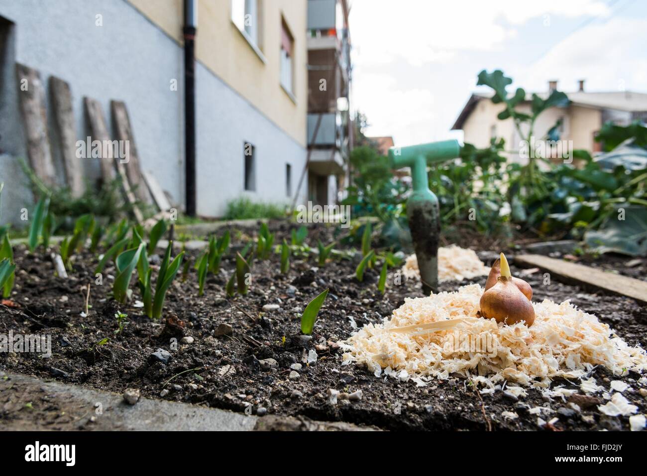 Tulip bulbs ready for planting Stock Photo - Alamy