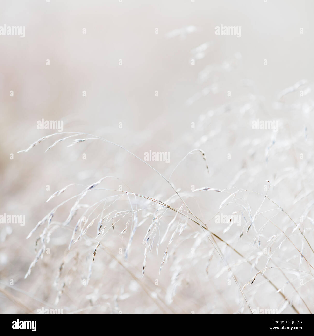 Grass fall hi-res stock photography and images - Alamy