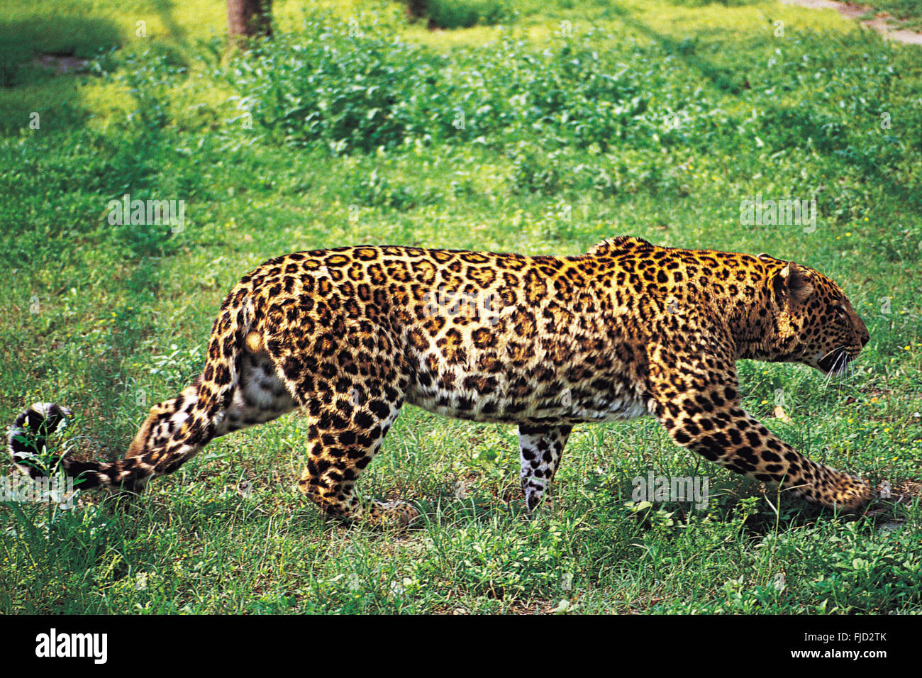 Asian leopard hi-res stock photography and images - Alamy