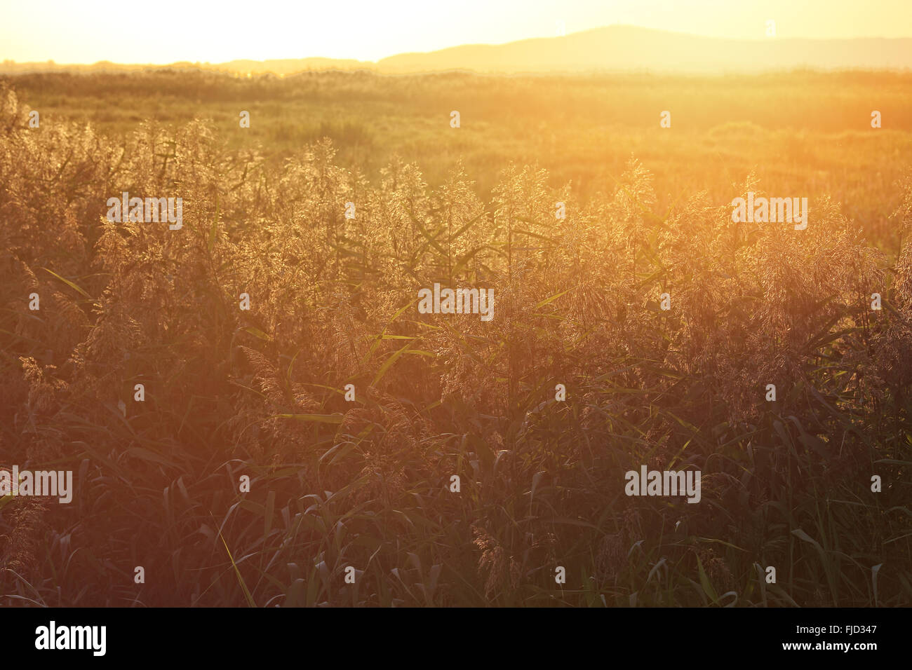 Sun sky rural landscape summer hi-res stock photography and images - Alamy