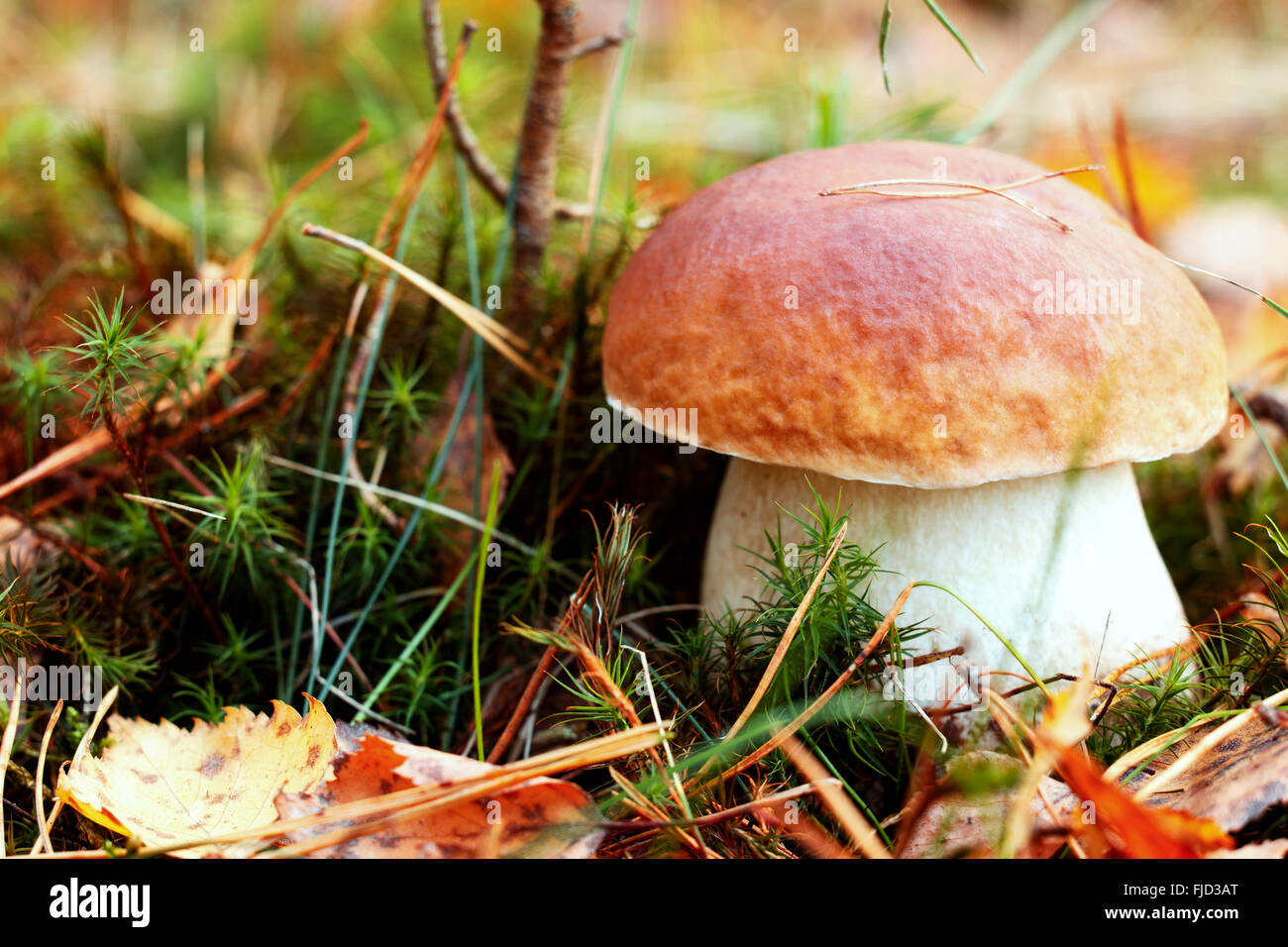 Large porcini mushroom in forest moss fall autumn warm colors Stock ...