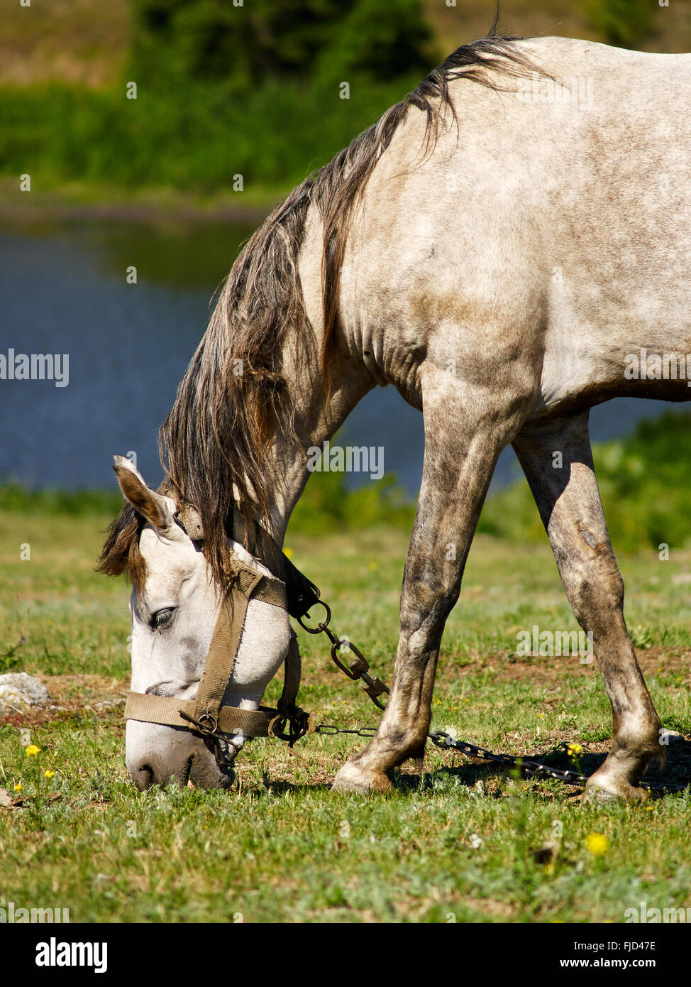 Tethered horse grazing hi-res stock photography and images - Alamy