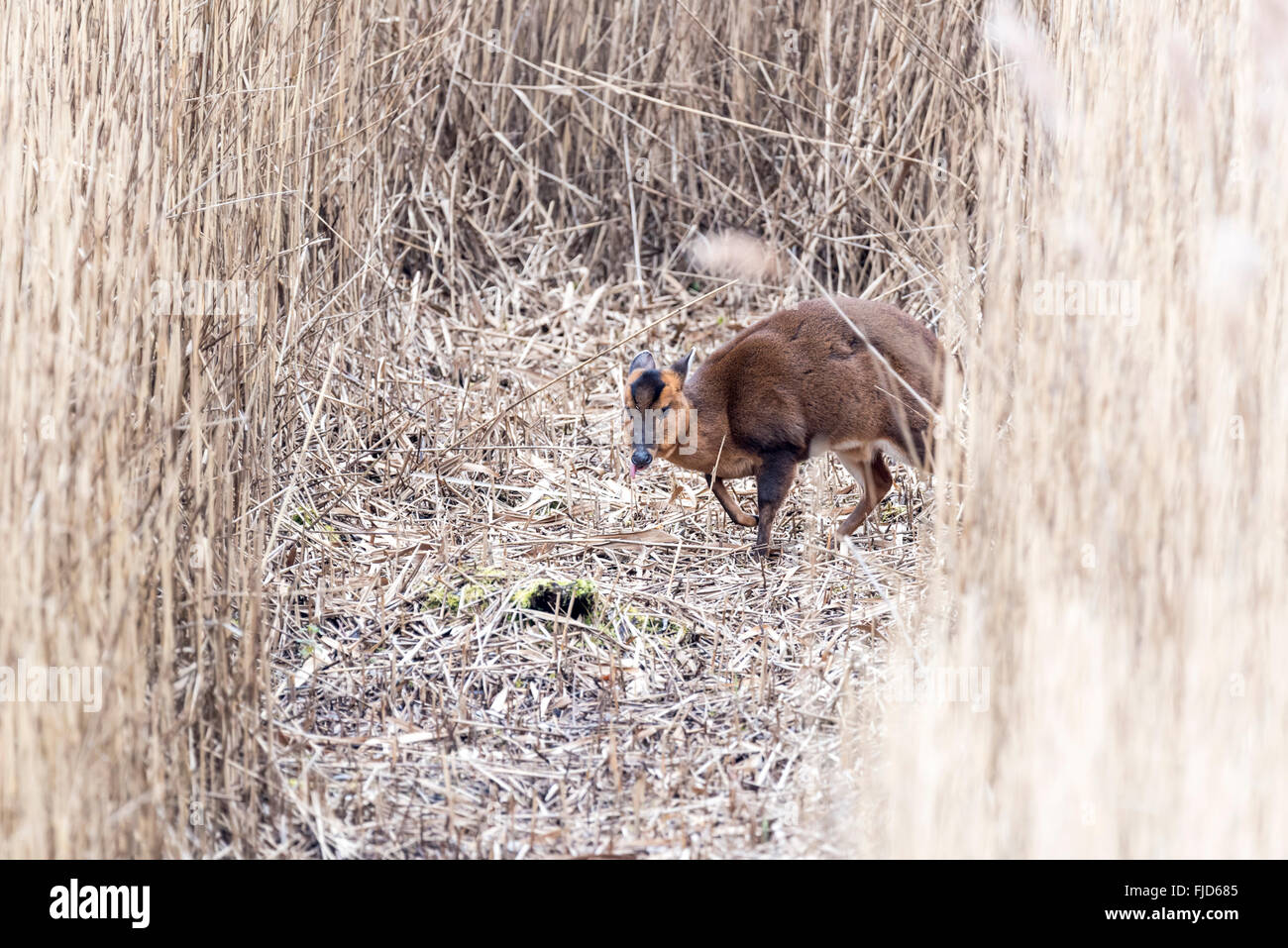 Muntjac Deer Feeding High Resolution Stock Photography and Images - Alamy