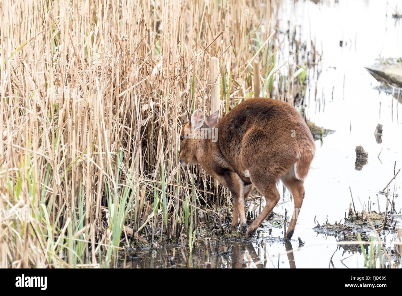 Female muntjac hi-res stock photography and images - Alamy