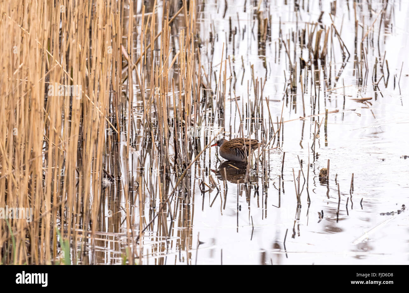 Sulking bird hi-res stock photography and images - Alamy