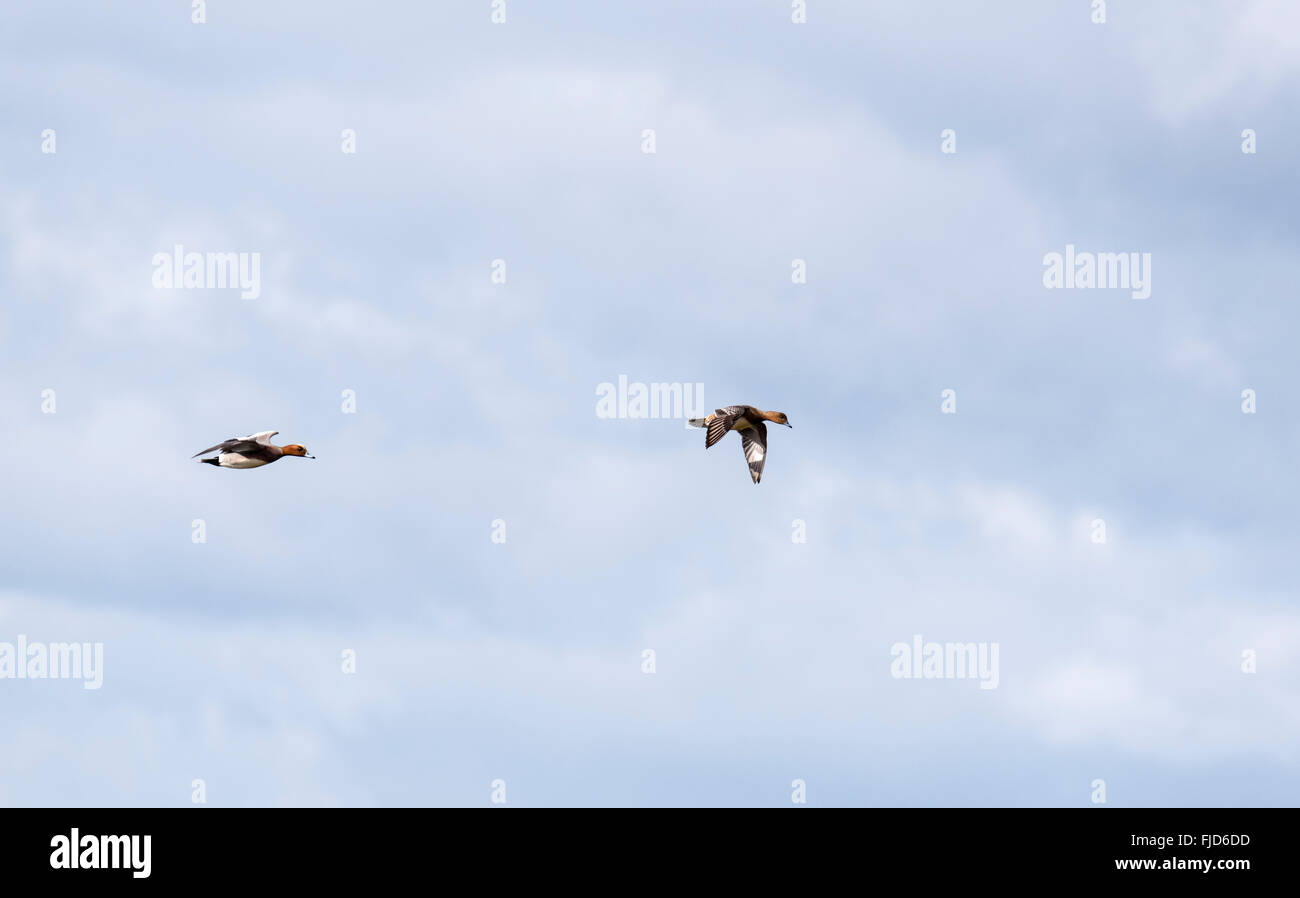 A pair of flying Wigeon Stock Photo - Alamy