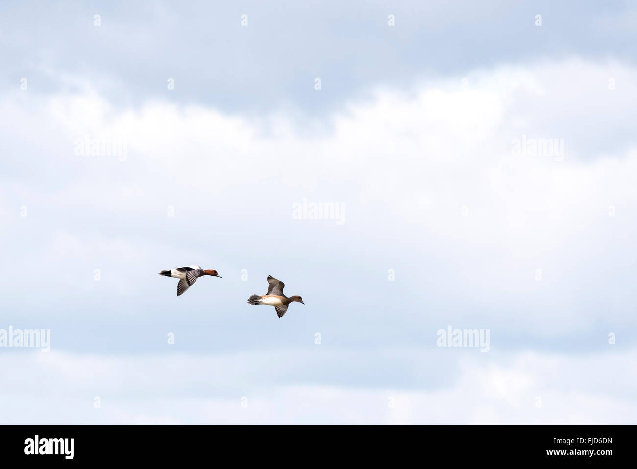 Wigeon flying uk female hi-res stock photography and images - Alamy