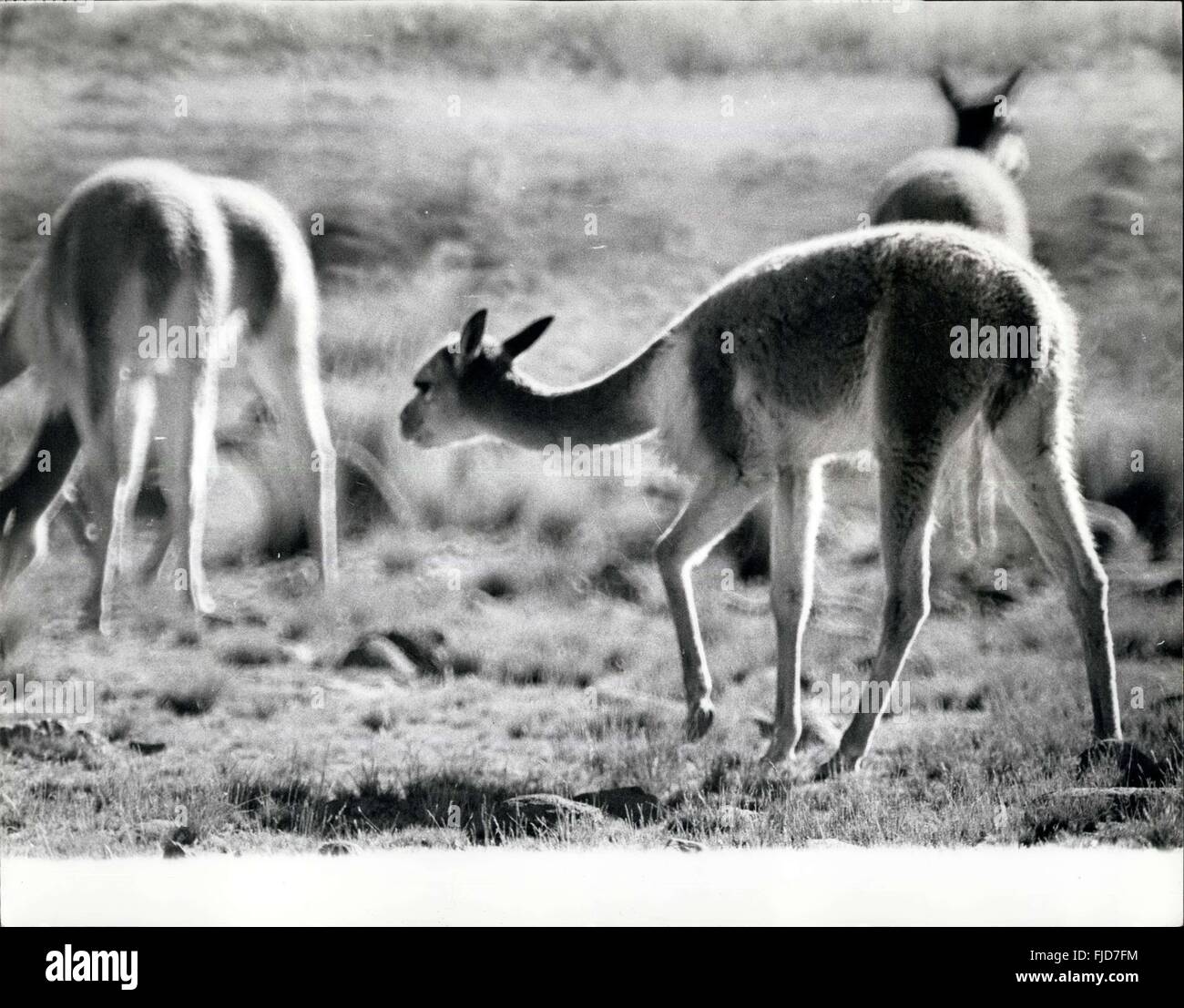 1968 - Threatened with Extinction: New regulations may yet save the ...