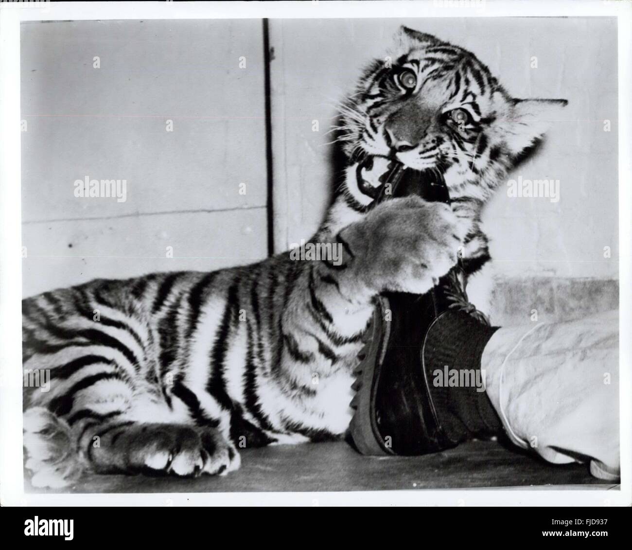 1968 - Tiger Cub Chewing On Photographer's Shoe. © Keystone Pictures ...