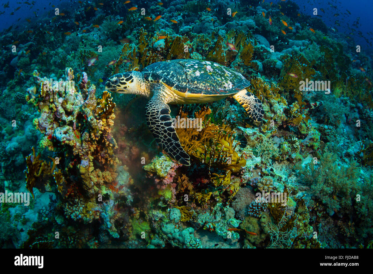 Turtle on the reef of the Red Sea Stock Photo - Alamy