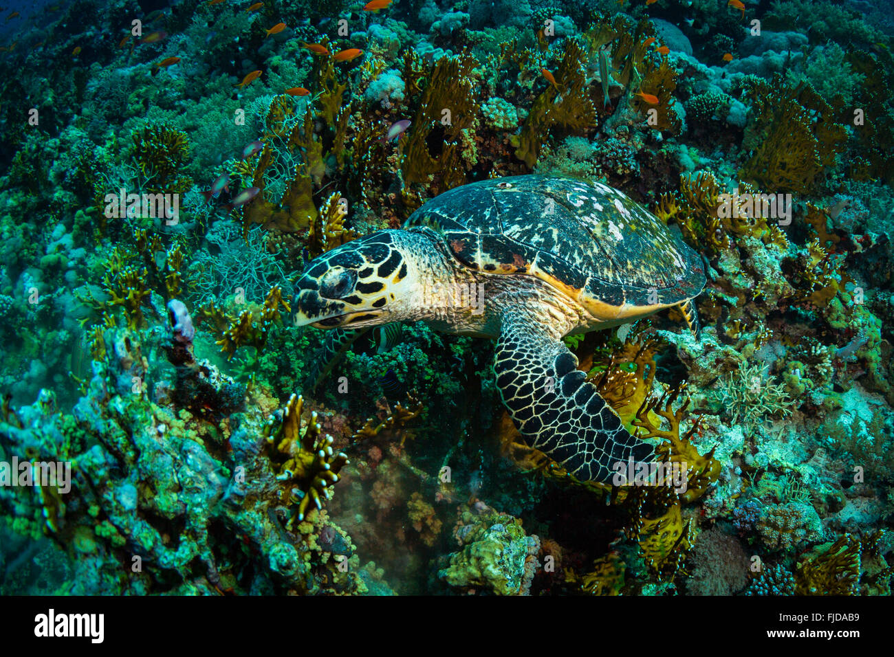 Turtle on the reef of the Red Sea Stock Photo - Alamy
