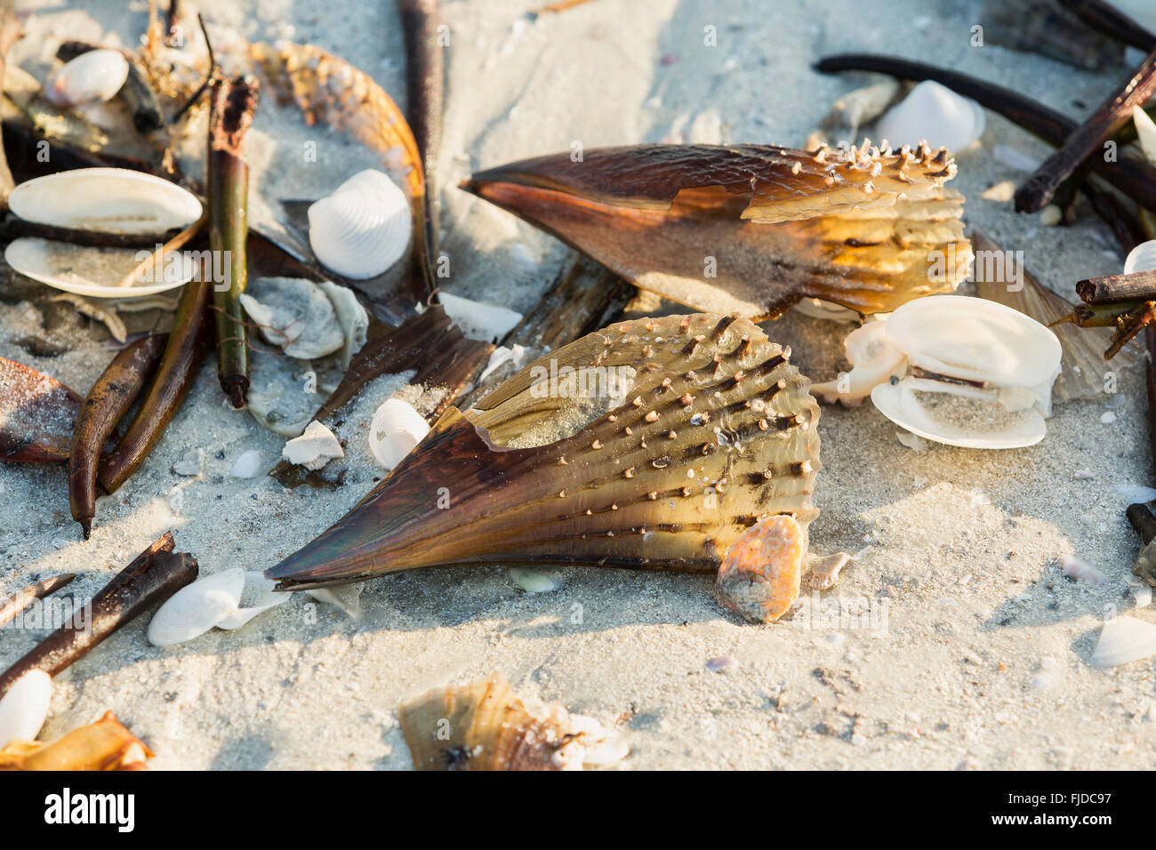 Sea shells washed up on the shore. Fort Myers Beach. Florida Stock ...
