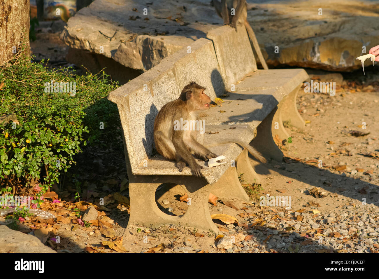 Monkey on the bench Stock Photo - Alamy