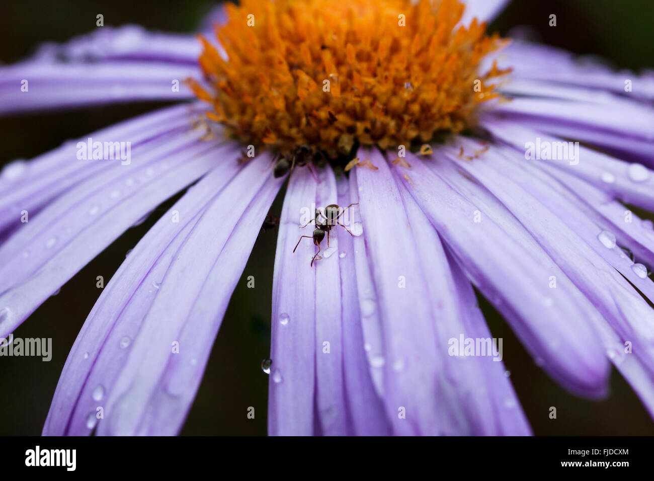 ant sits on a beautiful purple daisy Stock Photo - Alamy
